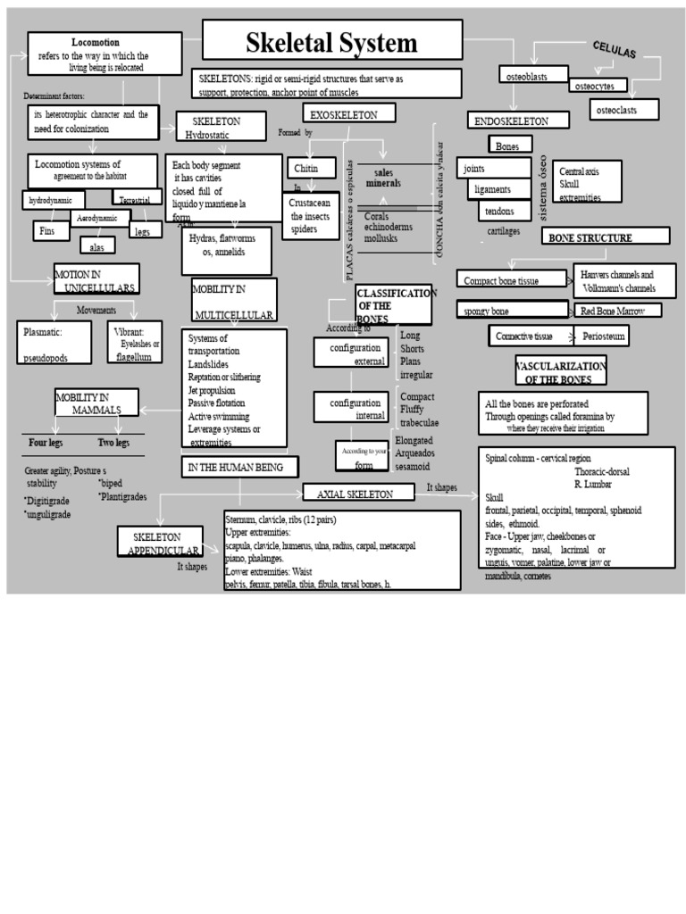Conceptual Map of The Skeletal System 3 | PDF | Skeleton | Bone