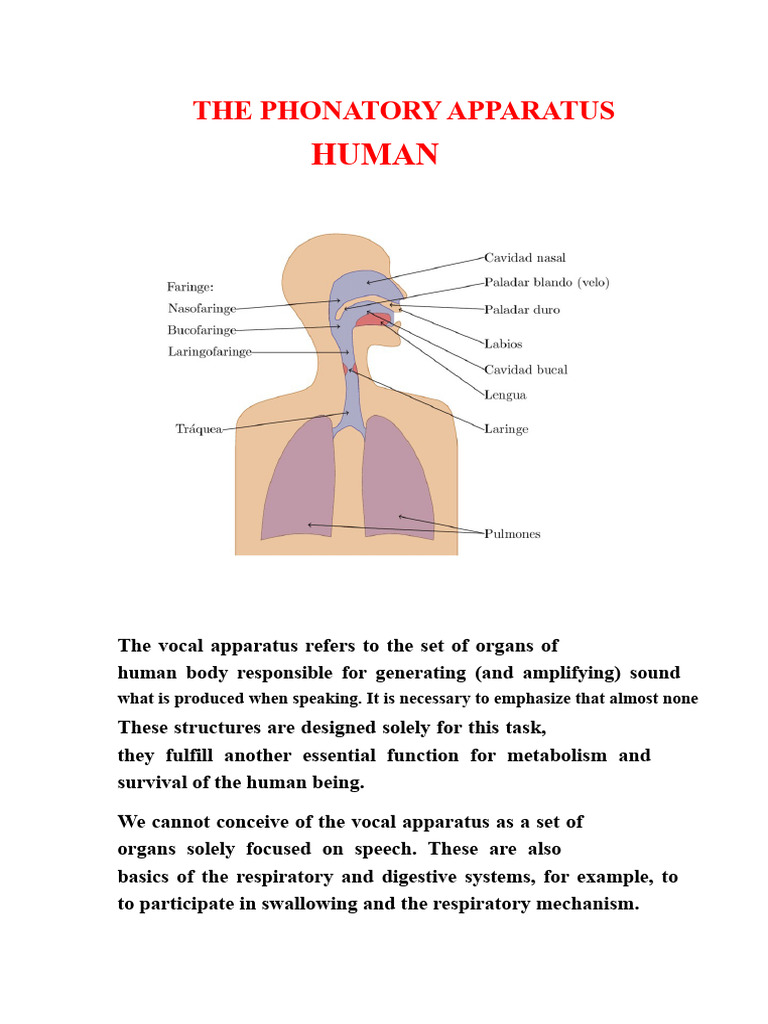 The Human Phonatory Apparatus | PDF | Larynx | Human Voice