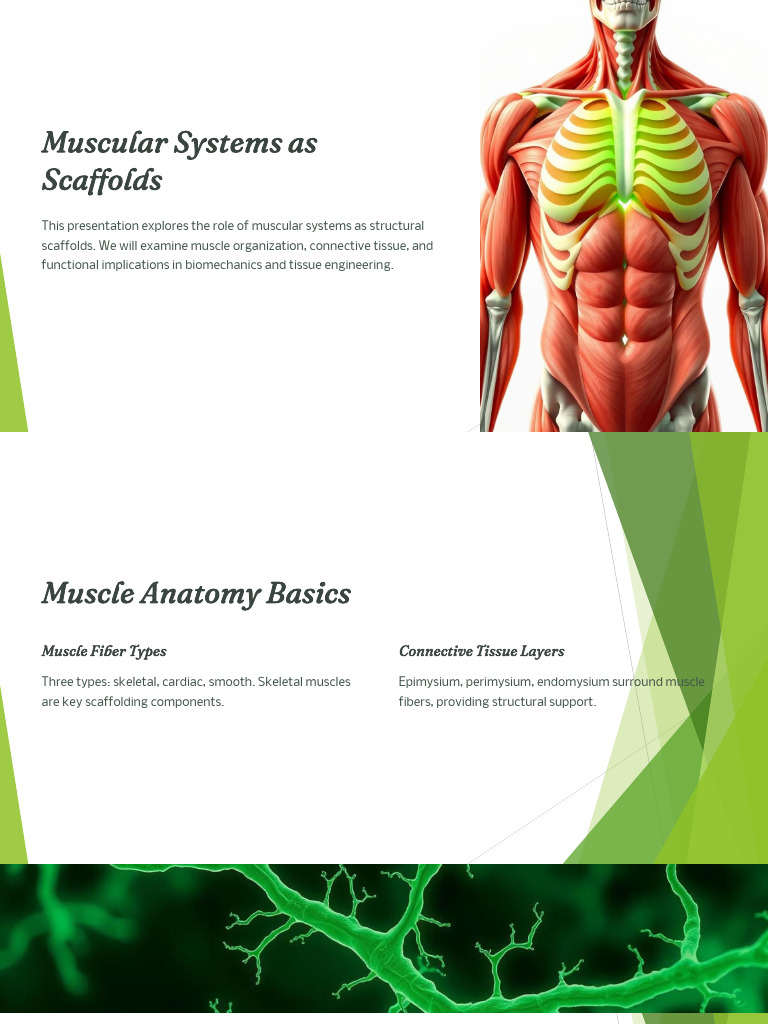 bio ppt | PDF | Skeletal Muscle | Tissue Engineering