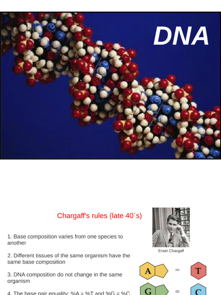 TEMA 20 Estructura Helicoidal Del DNA | PDF