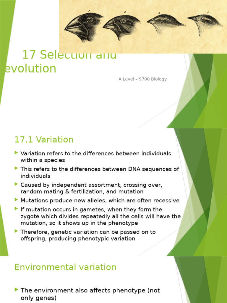Selection and Evolution | PDF | Natural Selection | Evolution