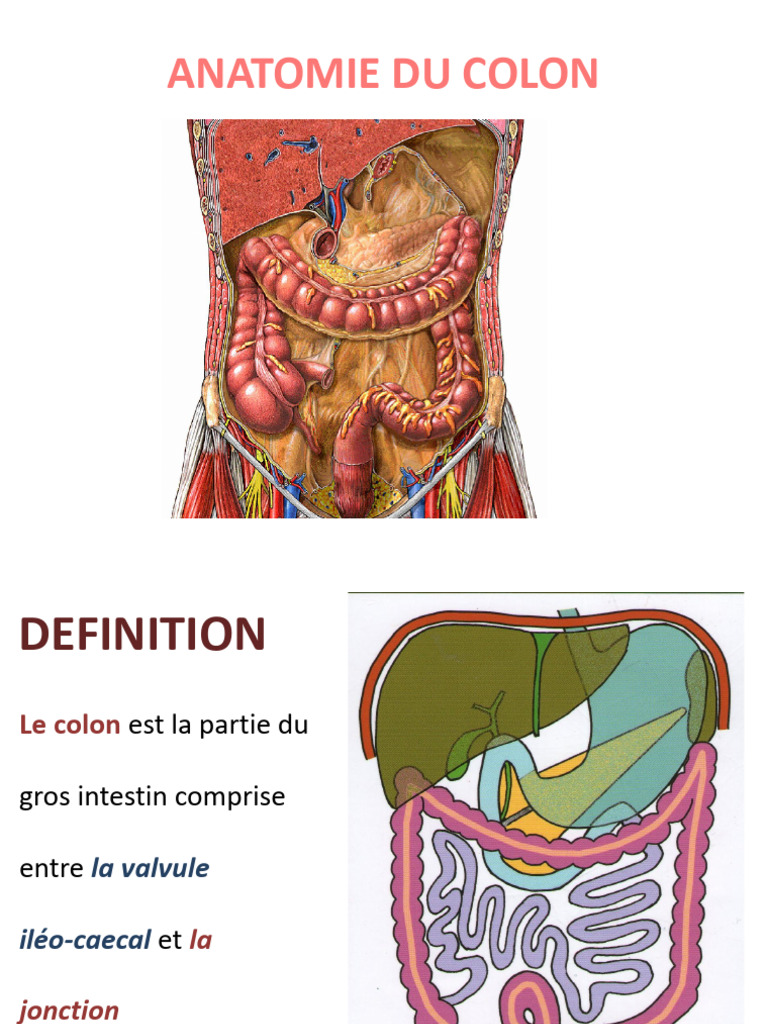 Anatomie du colon : segments et vascularisation | PDF | Péritoine ...