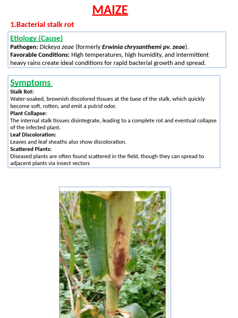 3. Maize | PDF | Plants | Botany