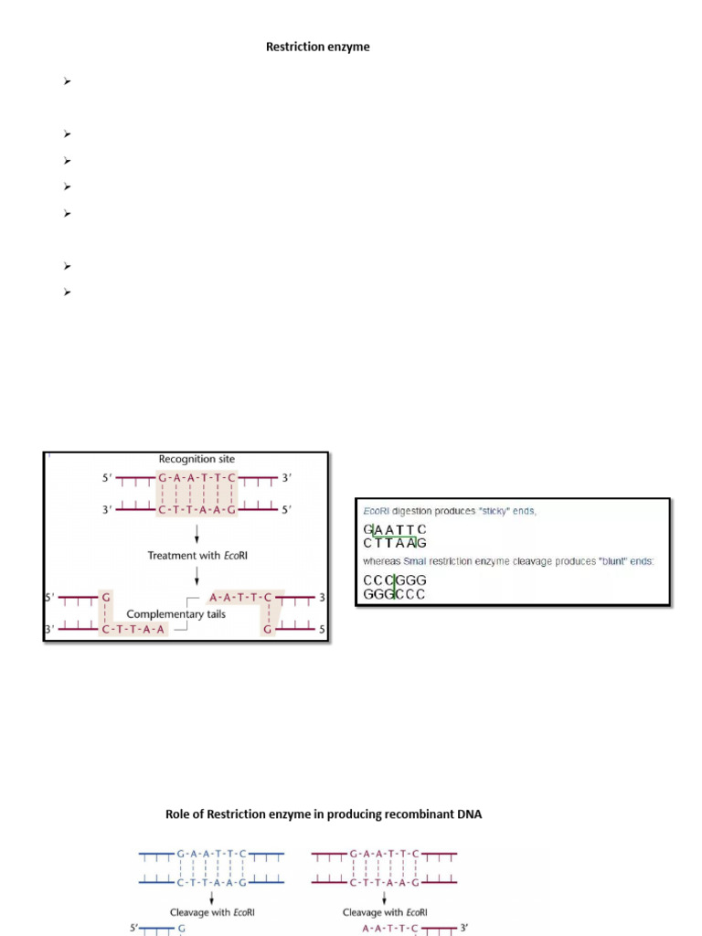 (1-2) Restriction Enzymes | PDF | Restriction Enzyme | Molecular Cloning