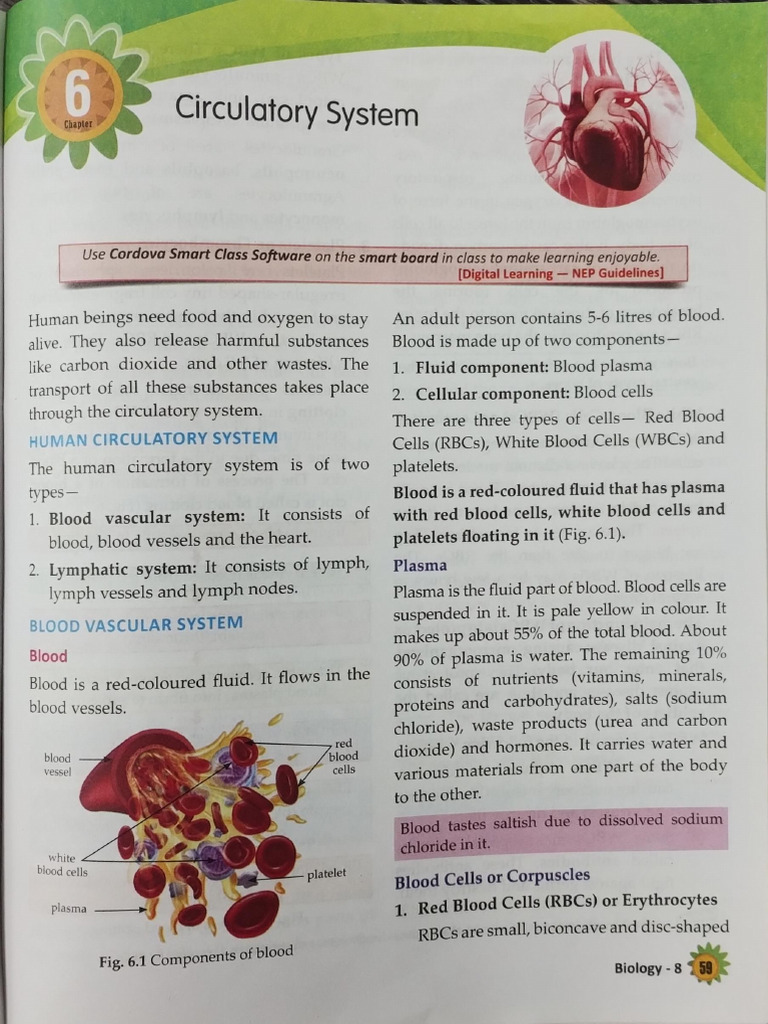 CLASS-8 Circulatory System Notes | PDF