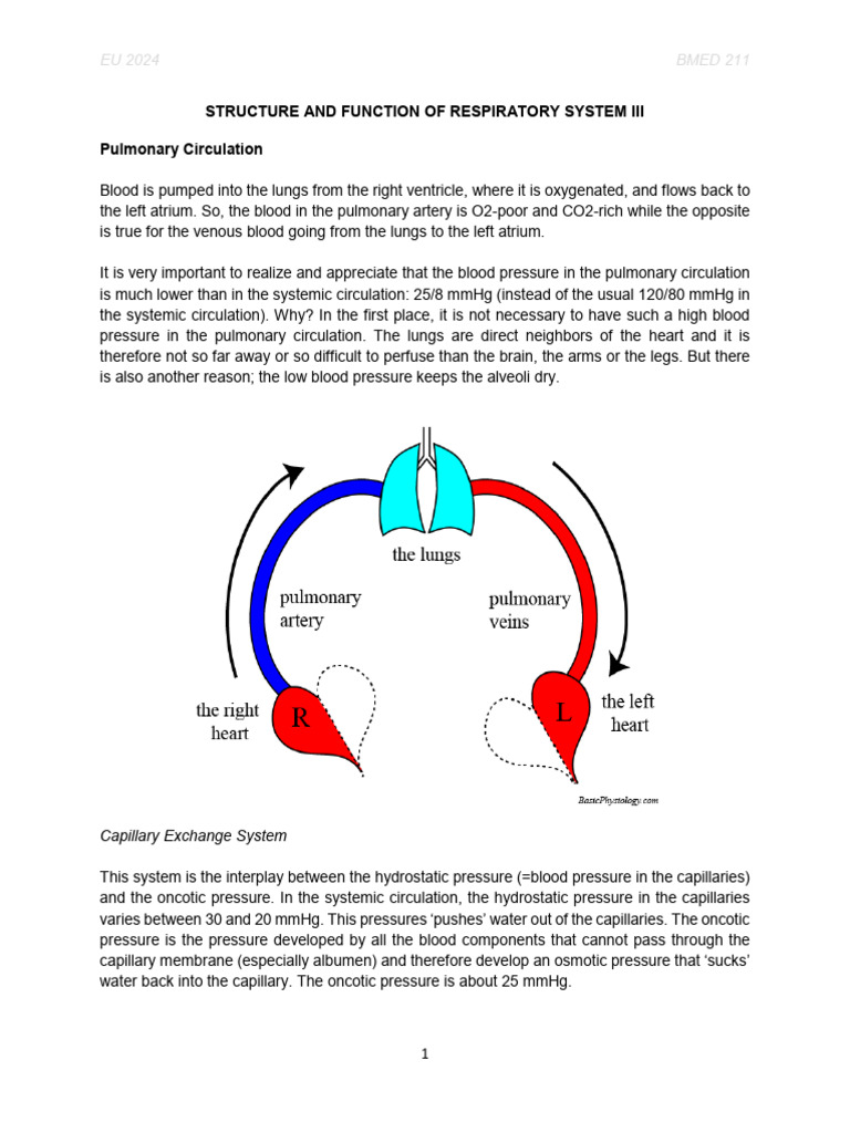 BMED 211 01c Structure and Function of Respiratory System III | PDF ...