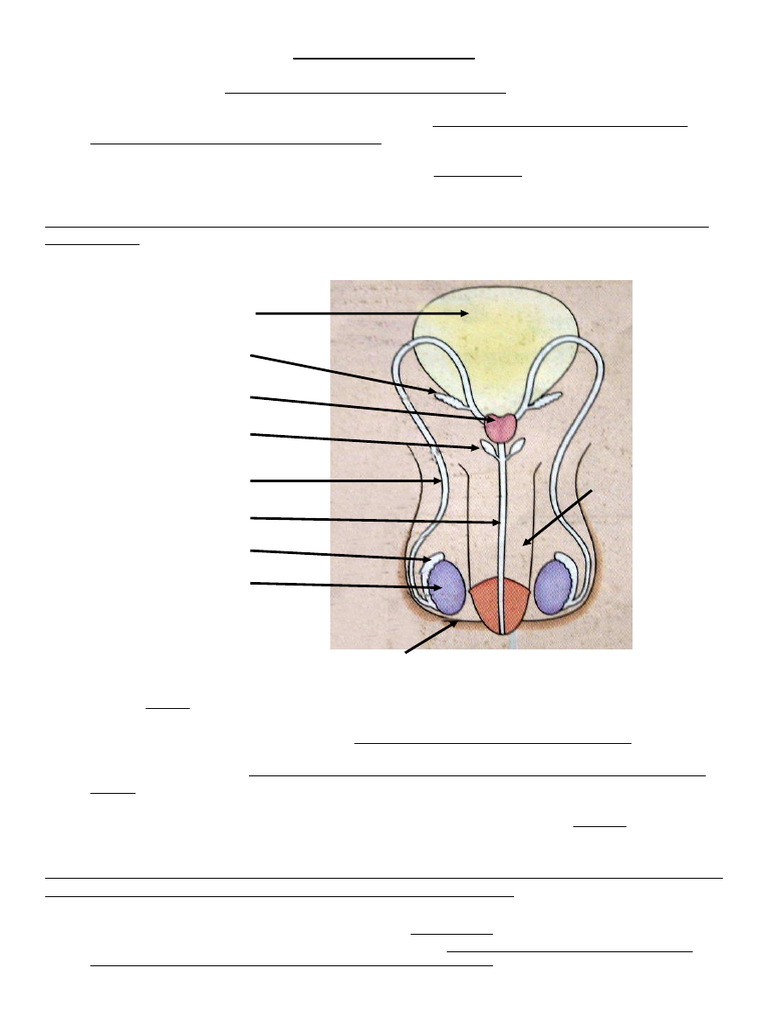 Human Reproduction Worksheet | PDF | Menstrual Cycle | Ovary