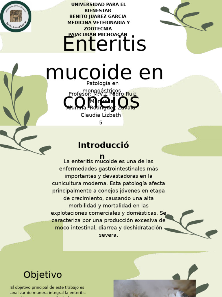 Enteritis Mucoide en Conejos: Causas y Síntomas | PDF | Diarrea ...
