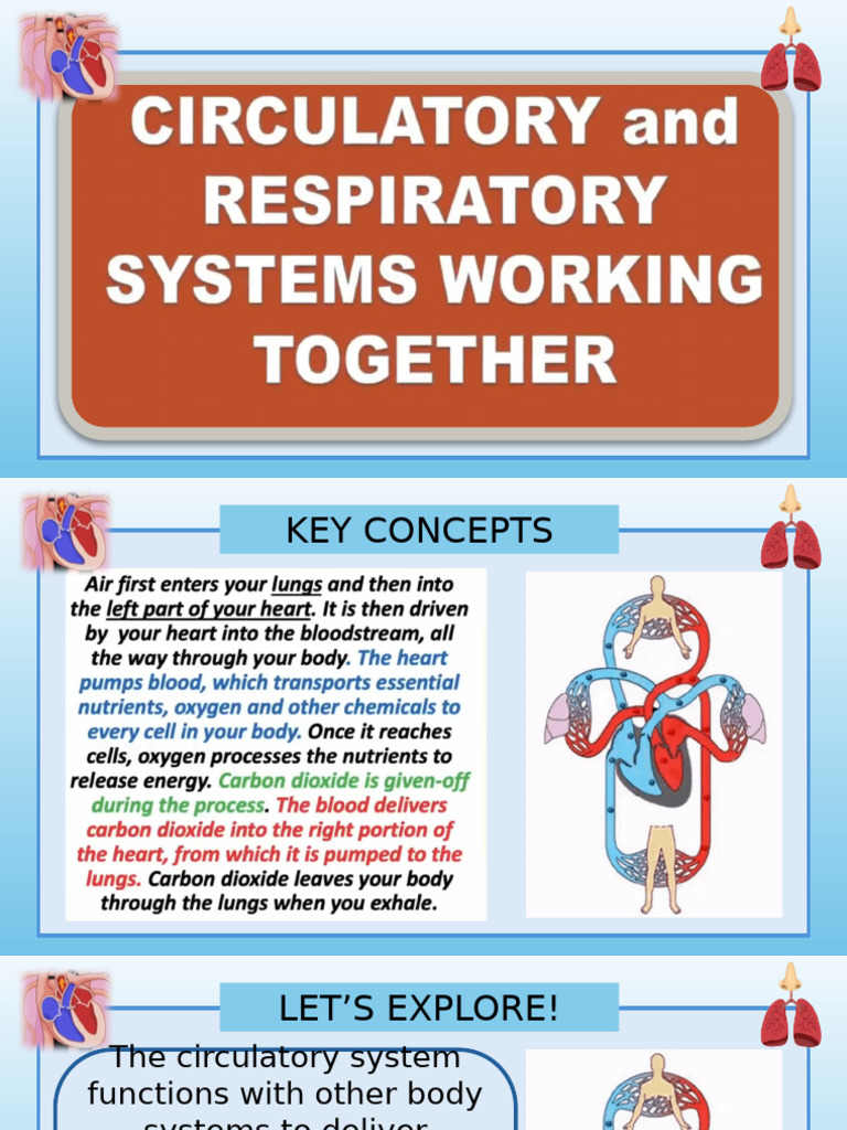 Respiratory and Circulatory System Working Together | PDF