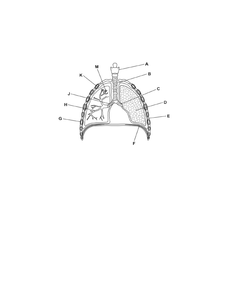 Human Gas Exchange System Revision Questions | PDF | Respiratory Tract ...