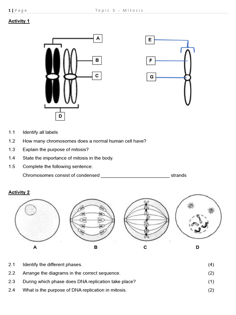 LFS - 10 - Topic 3 - Worksheet | PDF | Mitosis | Cell Biology