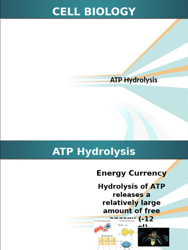 56 ATP Hydrolysis | PDF