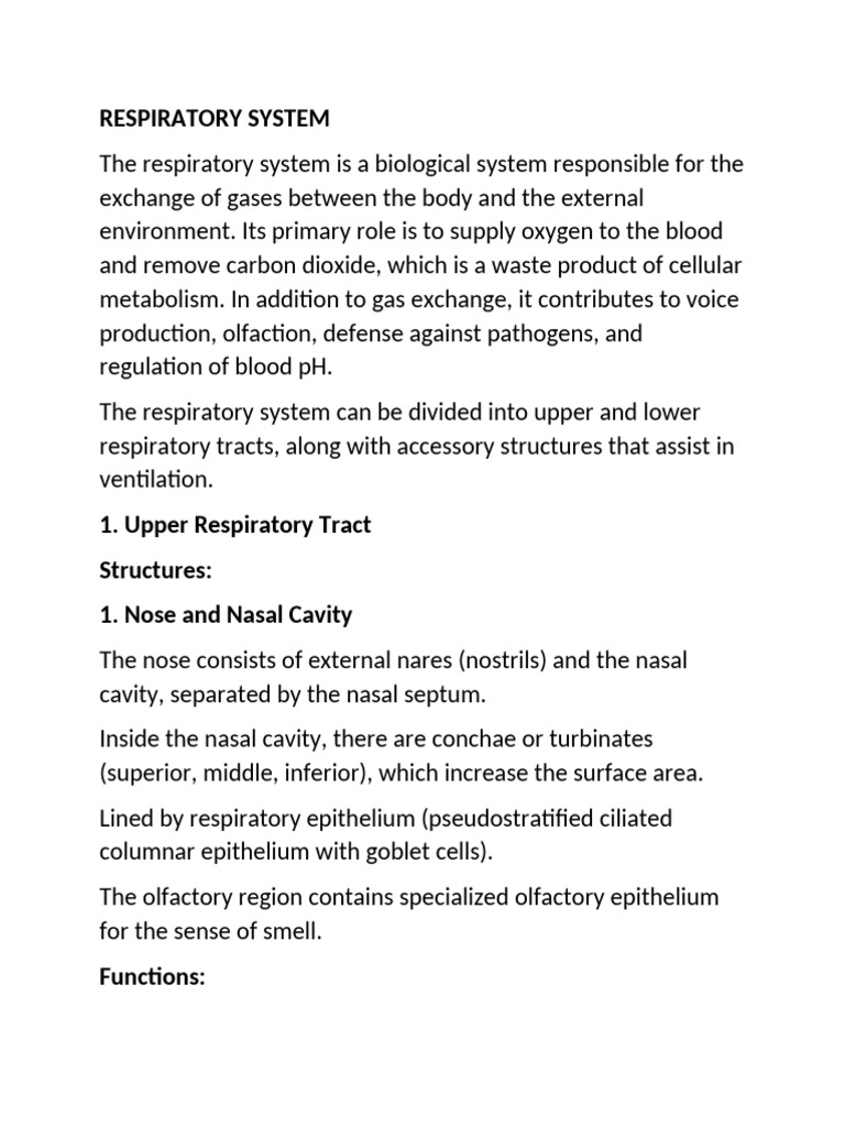 Respiratory System. Assignment | PDF | Respiratory Tract | Lung
