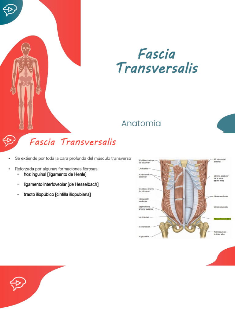 Fascia Transversalis | PDF