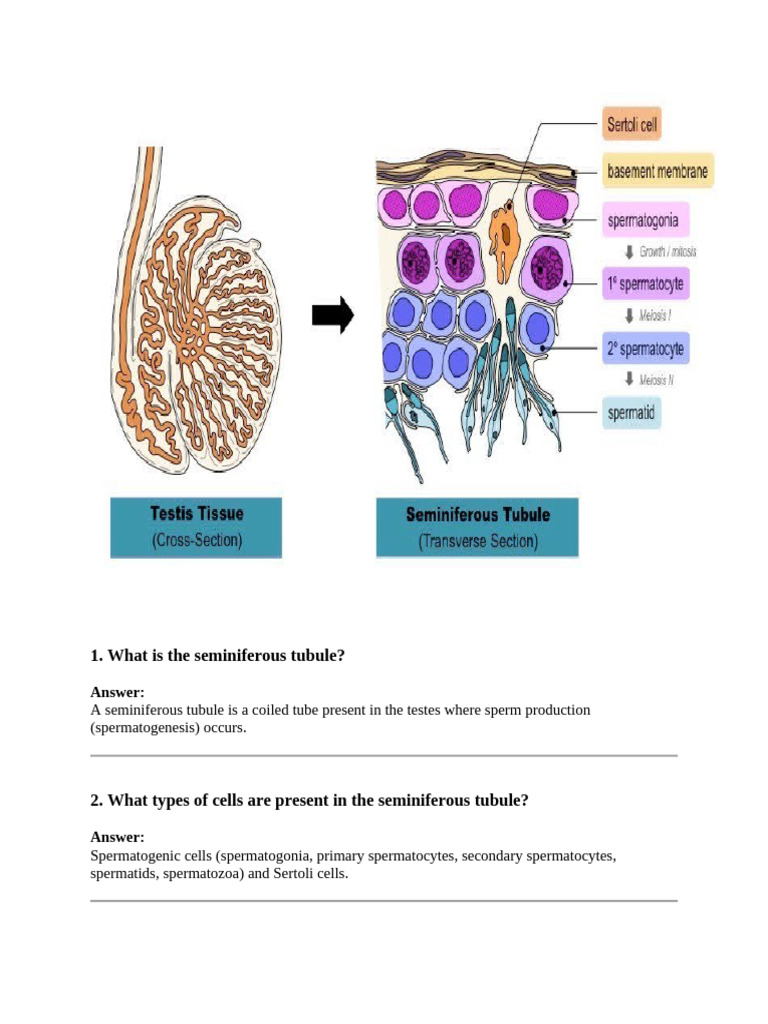Cross Section of Seniferous Tubule | PDF | Testicle | Anatomy