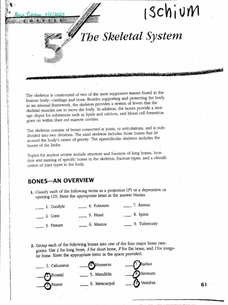 Skeletal Review | PDF