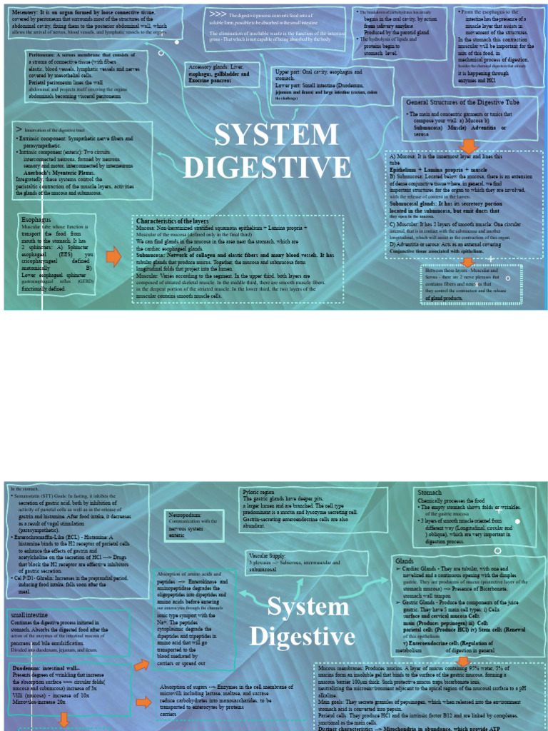 Digestive Histology Mind Map | PDF | Gastrointestinal Tract | Stomach