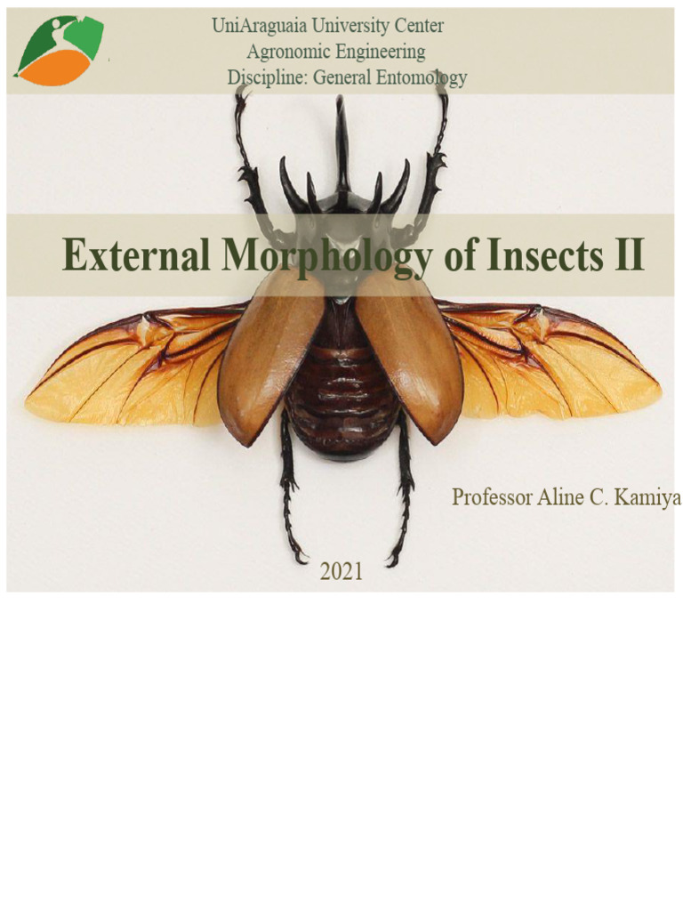 Insect Thorax and Leg Morphology Guide | PDF | Thorax | Hexapoda