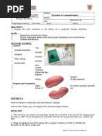 Sheep Kidney Dissection Guide | PDF