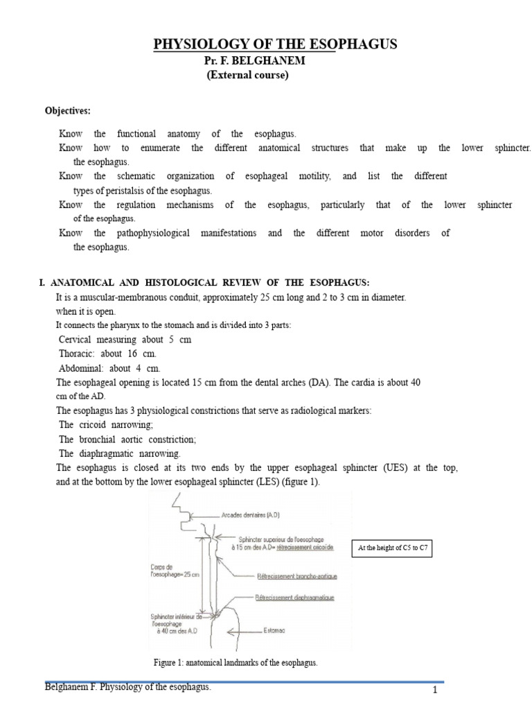 Physiology of The Esophagus - My Course January 2015 | PDF | Esophagus ...