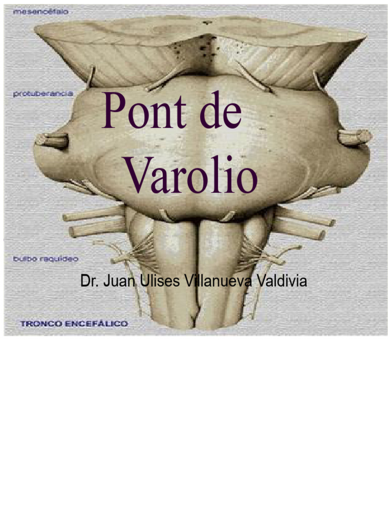 Pont de Varolio | PDF | Tronc cérébral | Nerf