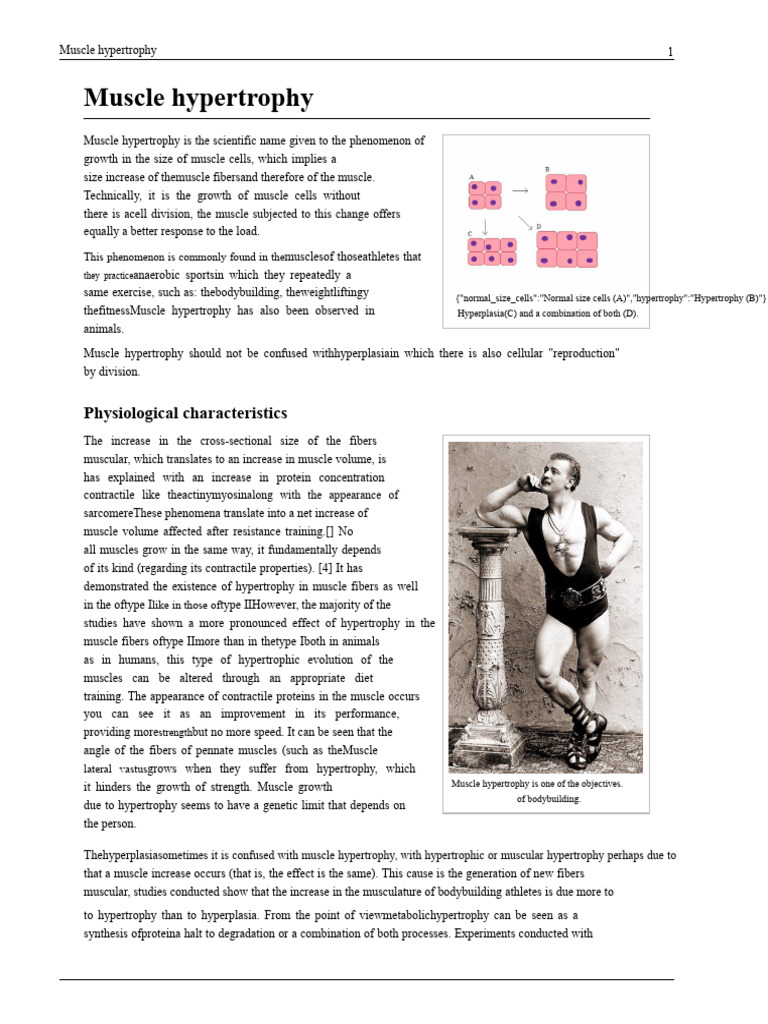 Muscle Hypertrophy PDF | PDF | Muscle Hypertrophy | Skeletal Muscle