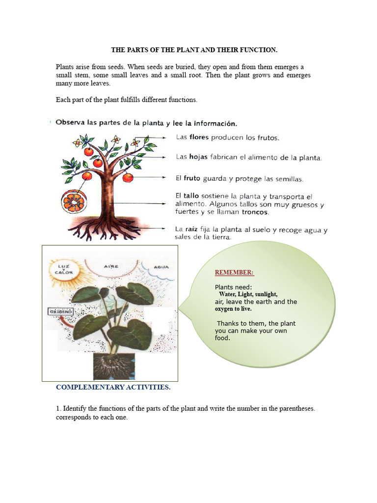 The Parts of The Plant and Their Function | PDF