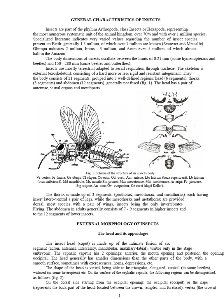 Insect Morphology and Characteristics | PDF | Hexapoda | Insects