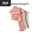 Anatomia Faringe Si Laringelui LP5 | PDF