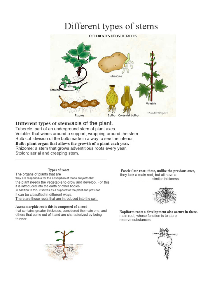 Different Types of Stems | PDF | Root | Plant Stem