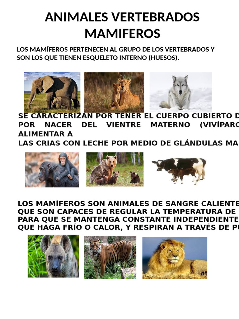 Mamiferos 4to B | PDF