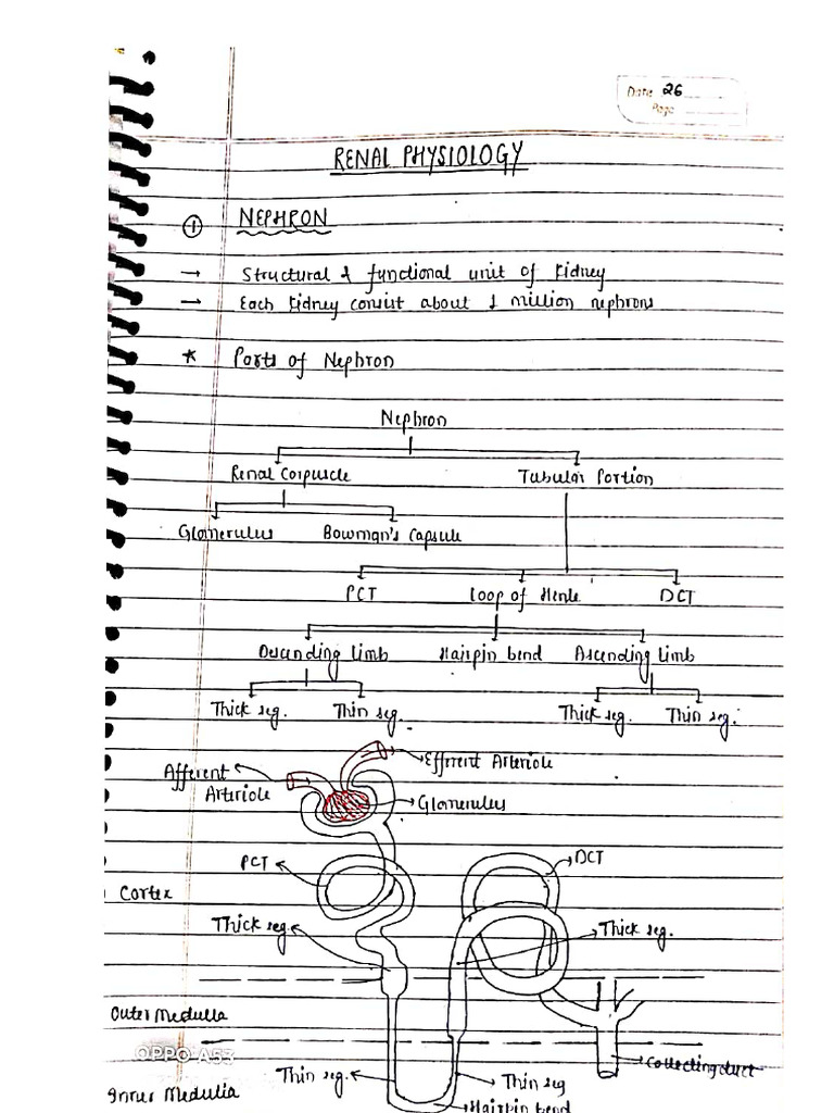 Renal Physiology | PDF