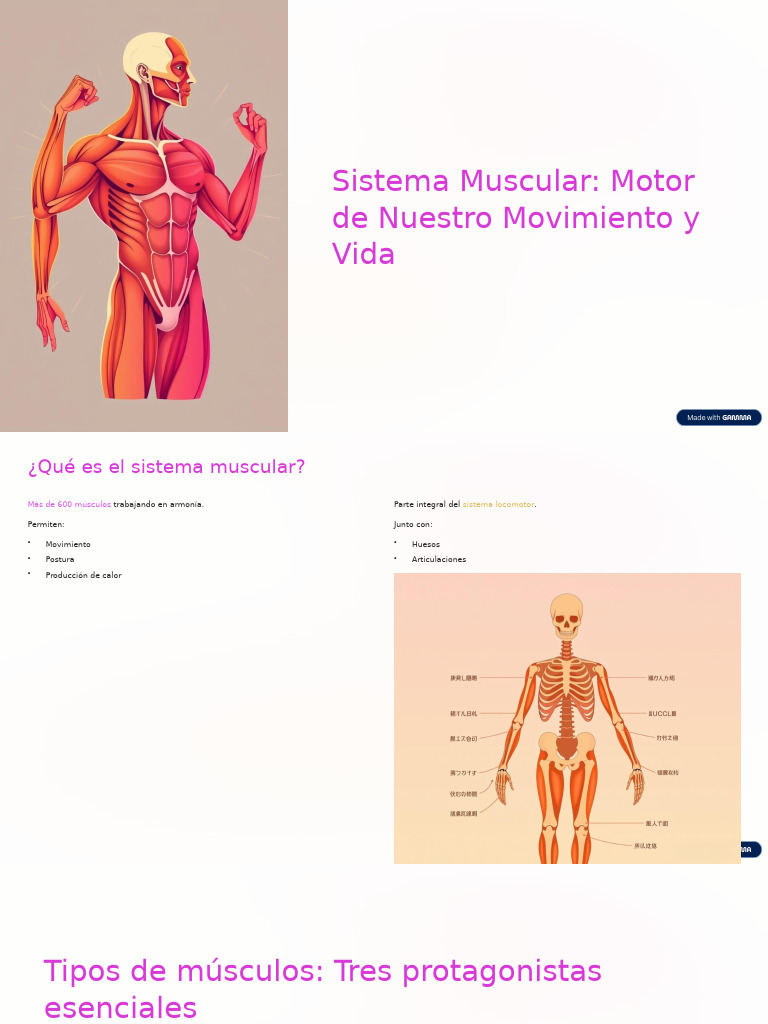 Sistema Muscular Motor de Nuestro Movimiento y Vida | PDF | Músculo ...