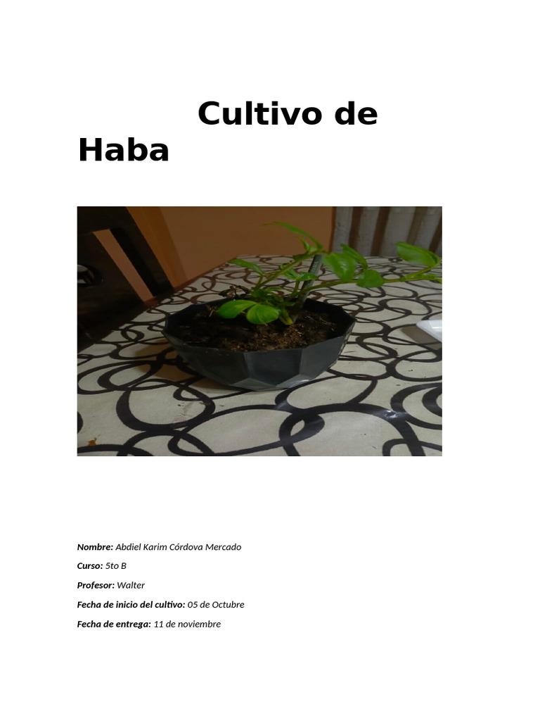 Cultivo de Haba Proyecto Bio | PDF | Germinación | Suelo