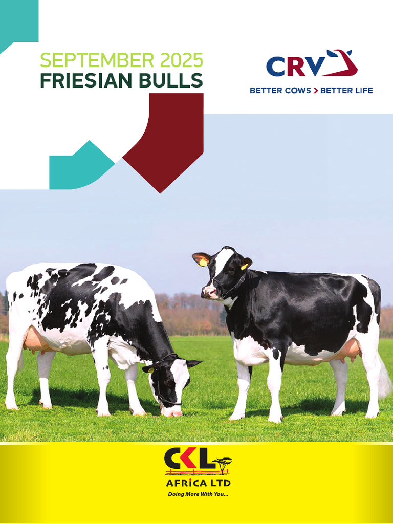 CRV Friesian Bull Catalogue - Oct 2025 | PDF