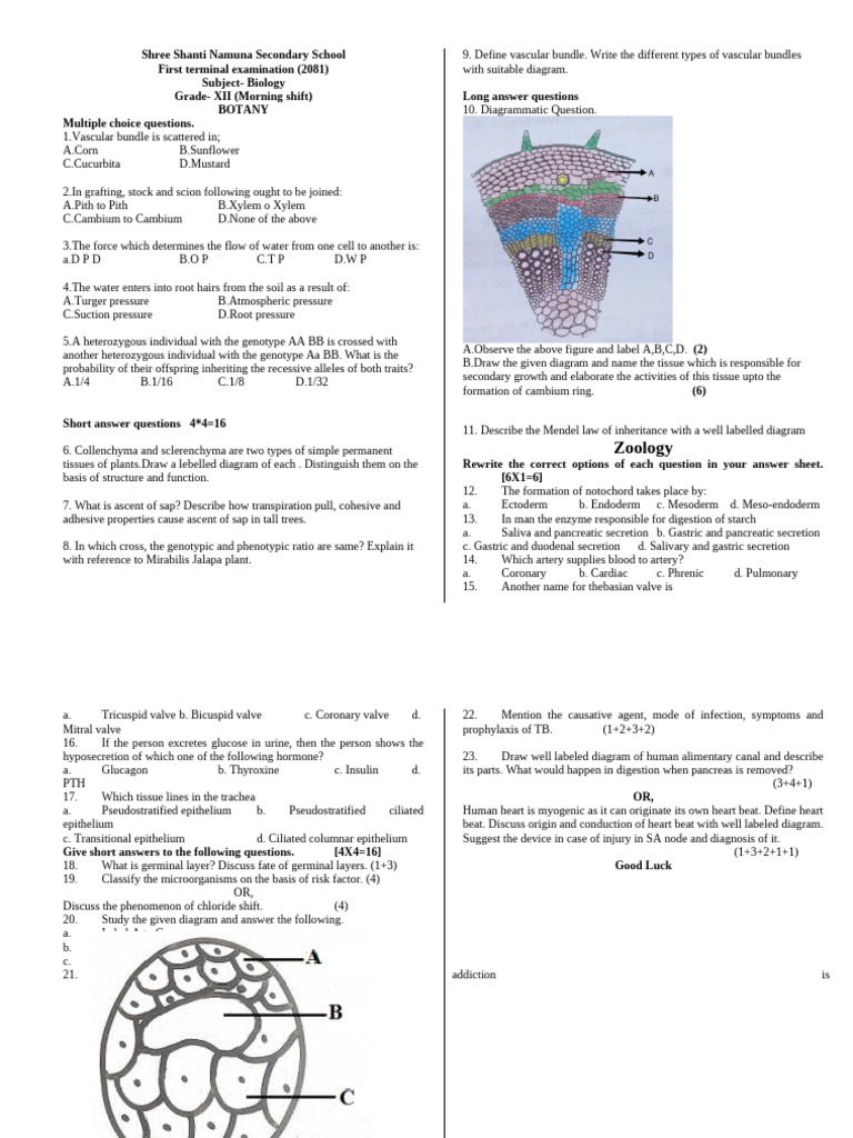 Bilogy XII Mor and Day | PDF | Pancreas | Heart Valve