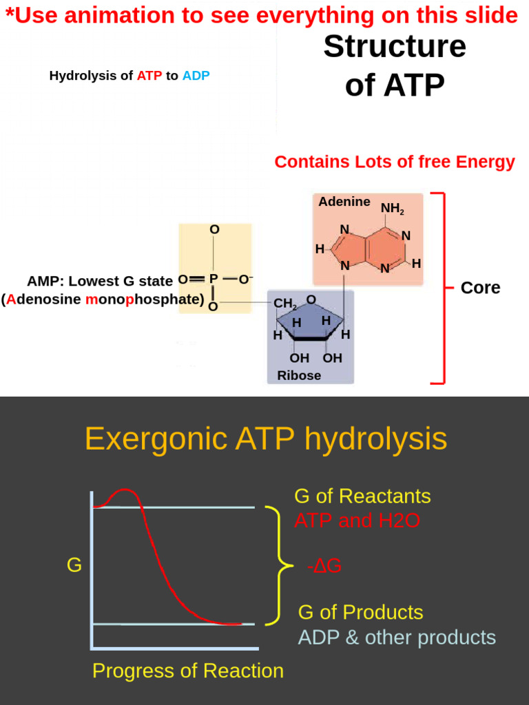 Lecture 15 ATP Structure Cycle and Coupling, Activation Energy and ...