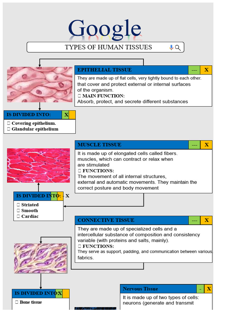 Infographic On Human Tissues | PDF