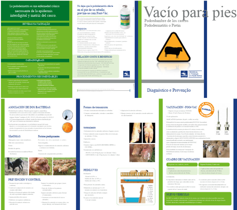 Prevención de Pododermatitis en Ovinos | PDF | Inmunología ...