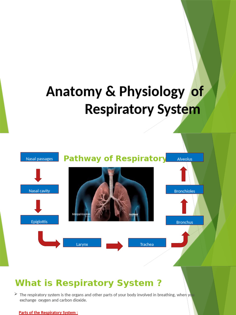 Respiratory System Anatomy & Functions | PDF | Respiratory Tract | Lung
