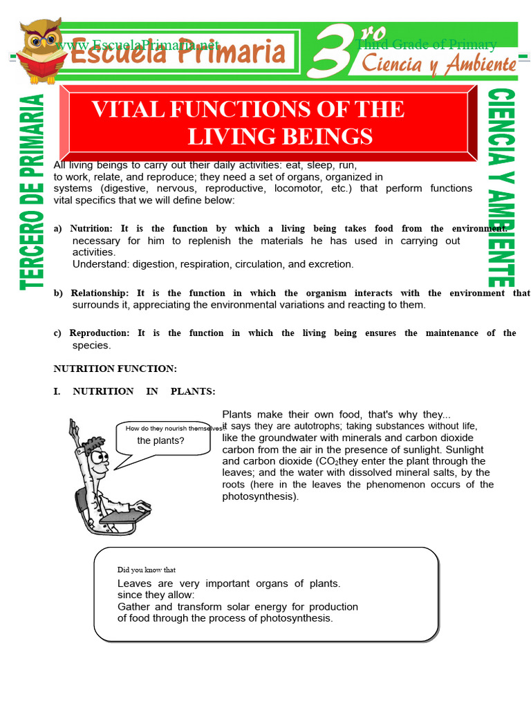 Vital Functions of Living Beings For Third Grade | PDF | Digestion | Foods