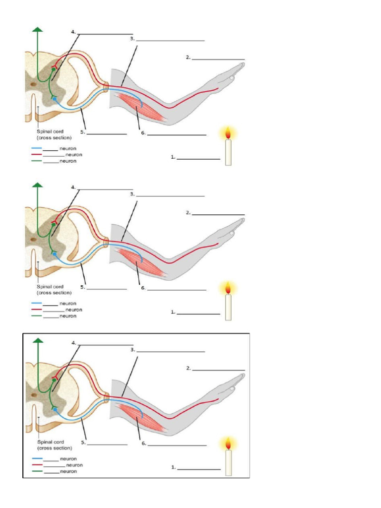 Reflex Arc Diagram | PDF