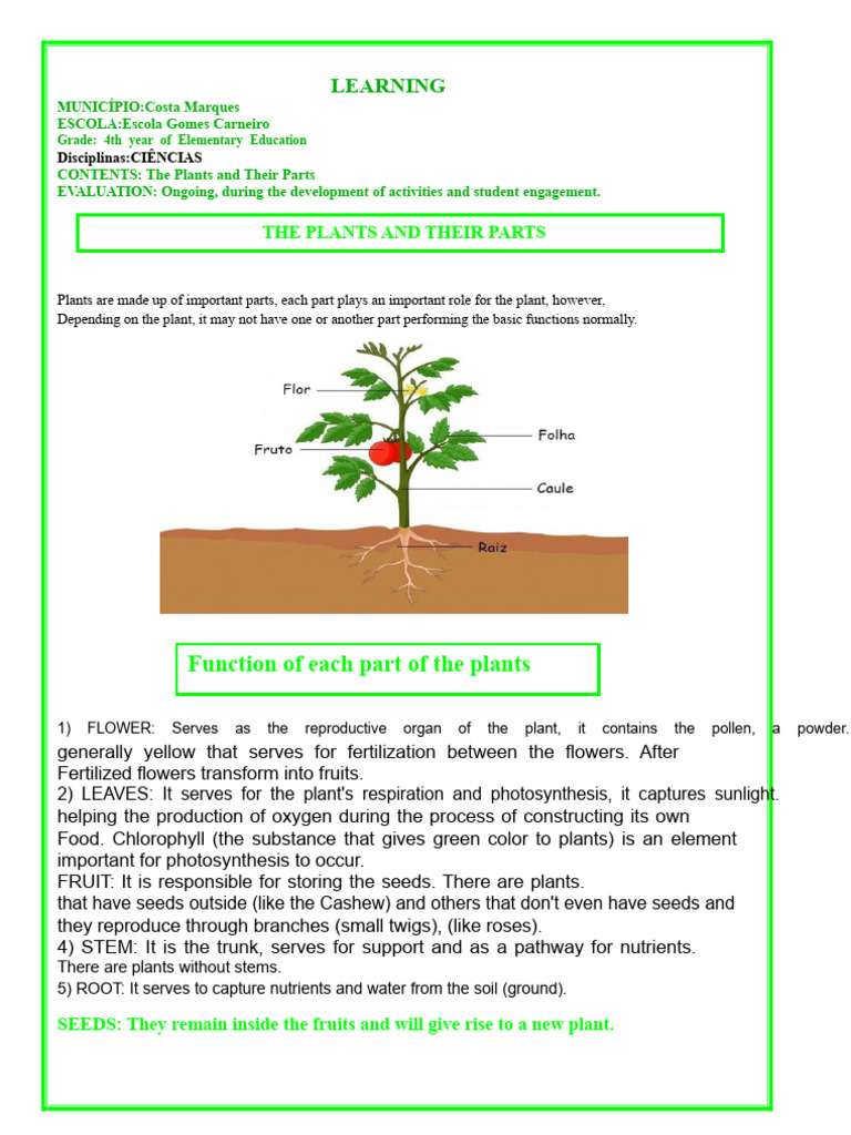 The Plants and Their Parts | PDF