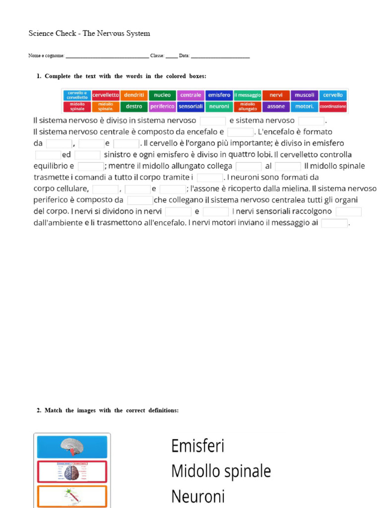 Science Check - Central Nervous System | PDF