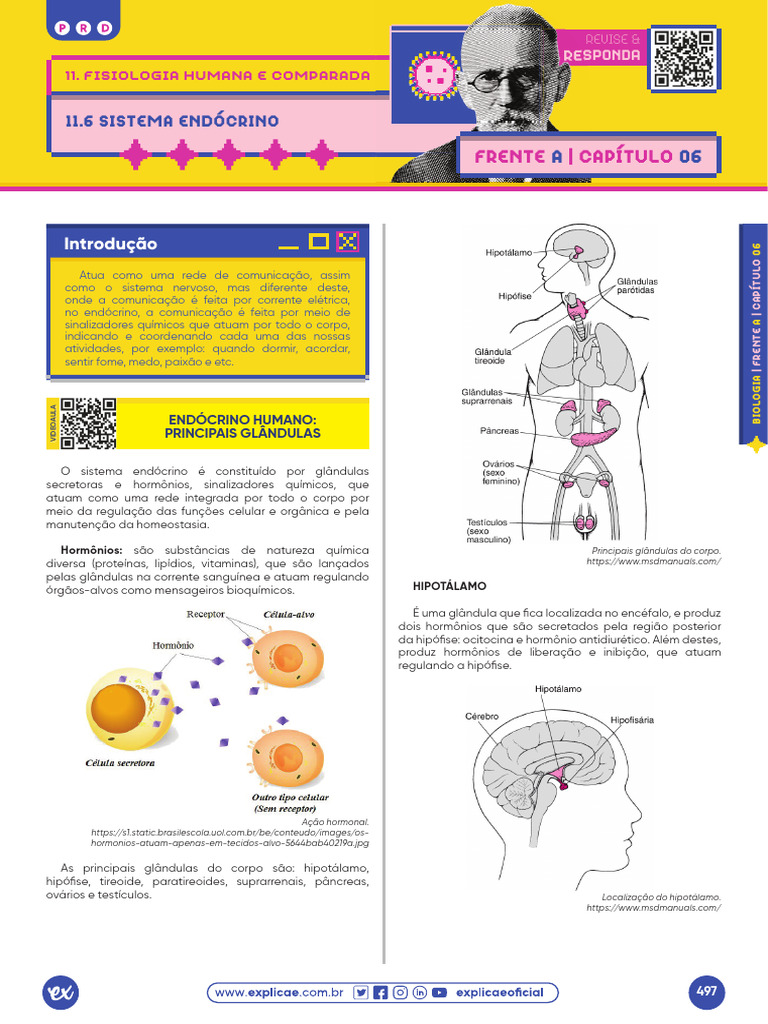 11 6 Sistema Endo Crino Conteu Do Questo Es Orientadas PDF | PDF ...