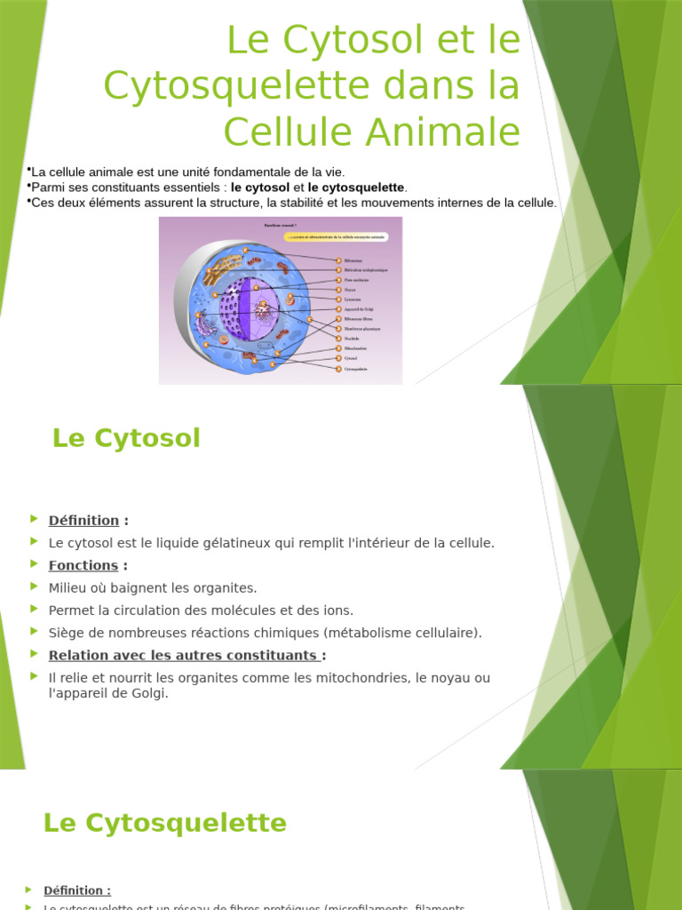 Cytosol et Cytosquelette des Cellules Animales | PDF
