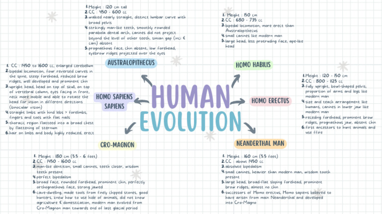 Human Evolution | PDF | Homo | Human Evolution