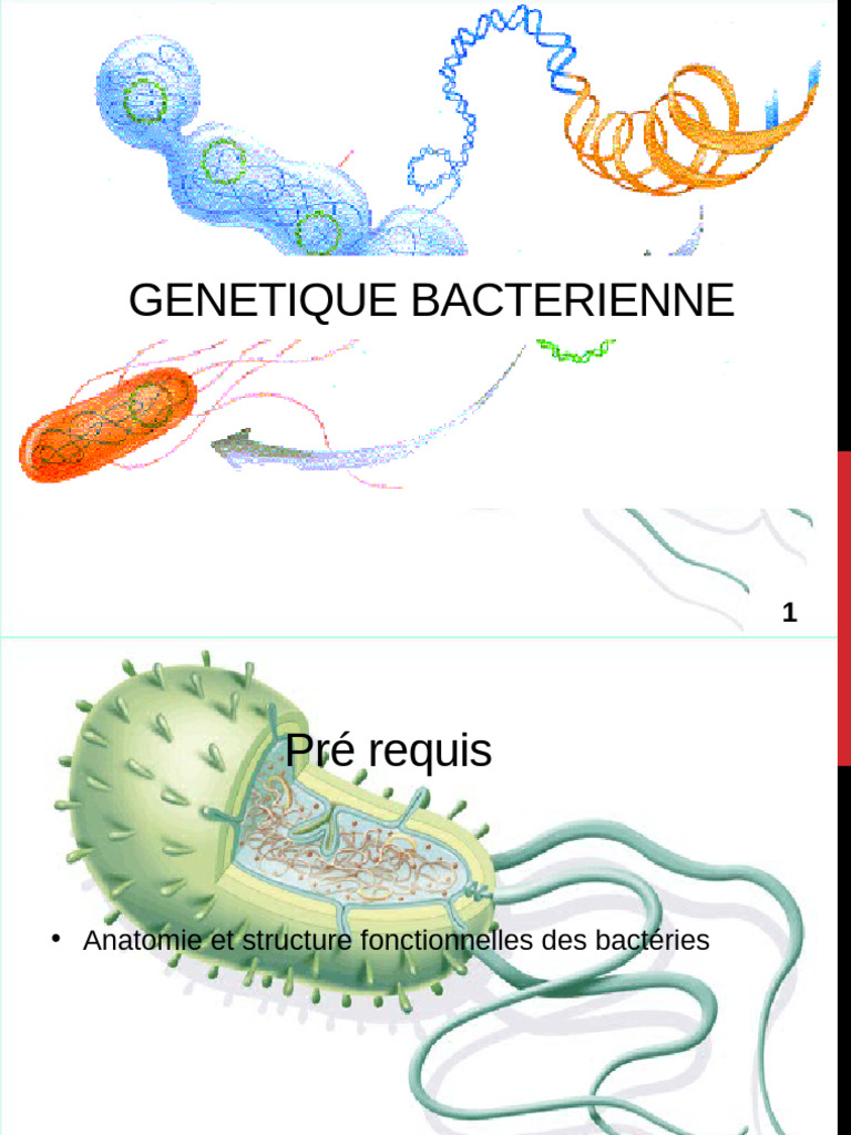Comprendre la génétique bactérienne | PDF | Réplication de l'ADN ...