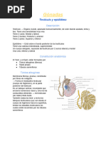 Capas del escroto y su anatomía | PDF