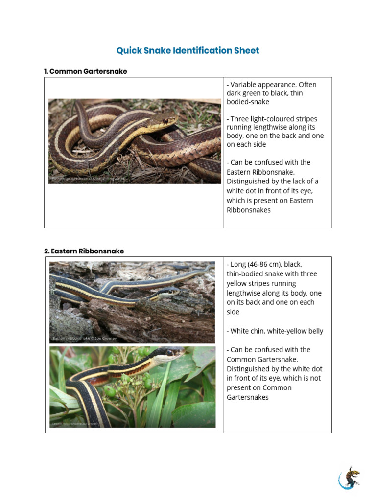 Quick Snake ID Sheet 1 | PDF | Snake | Reptiles Of North America